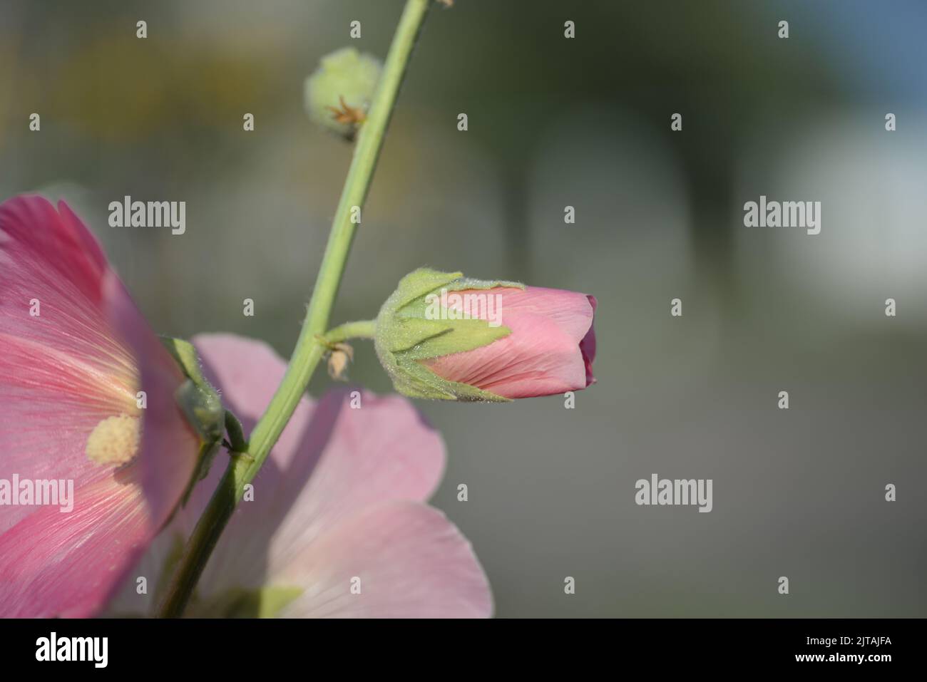 natural photographs of living wild flora mallow flowers light pink ...