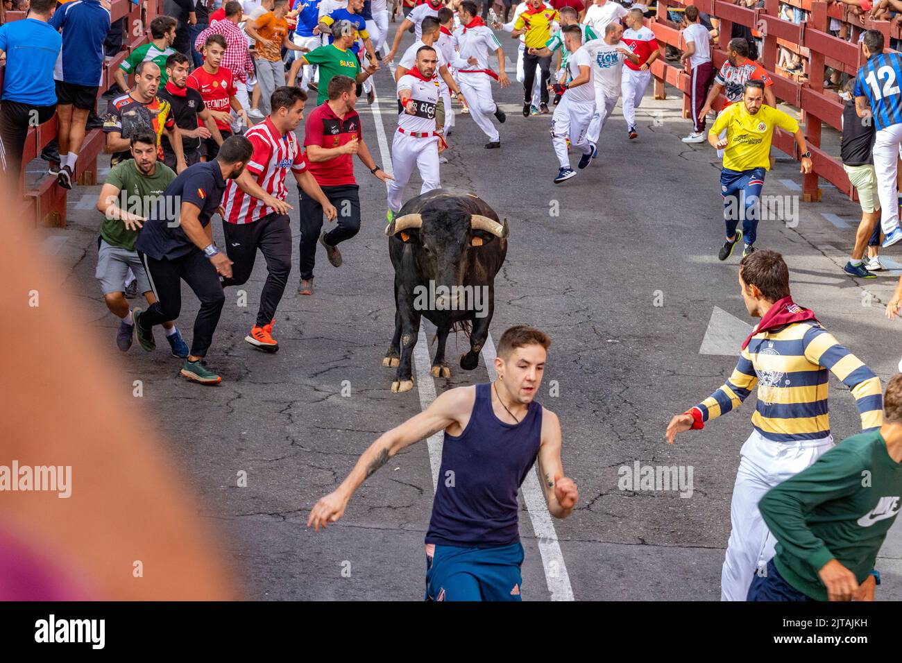 Running of the bulls. Bulls. Bull runs. San Fermines. Encierro that is ...