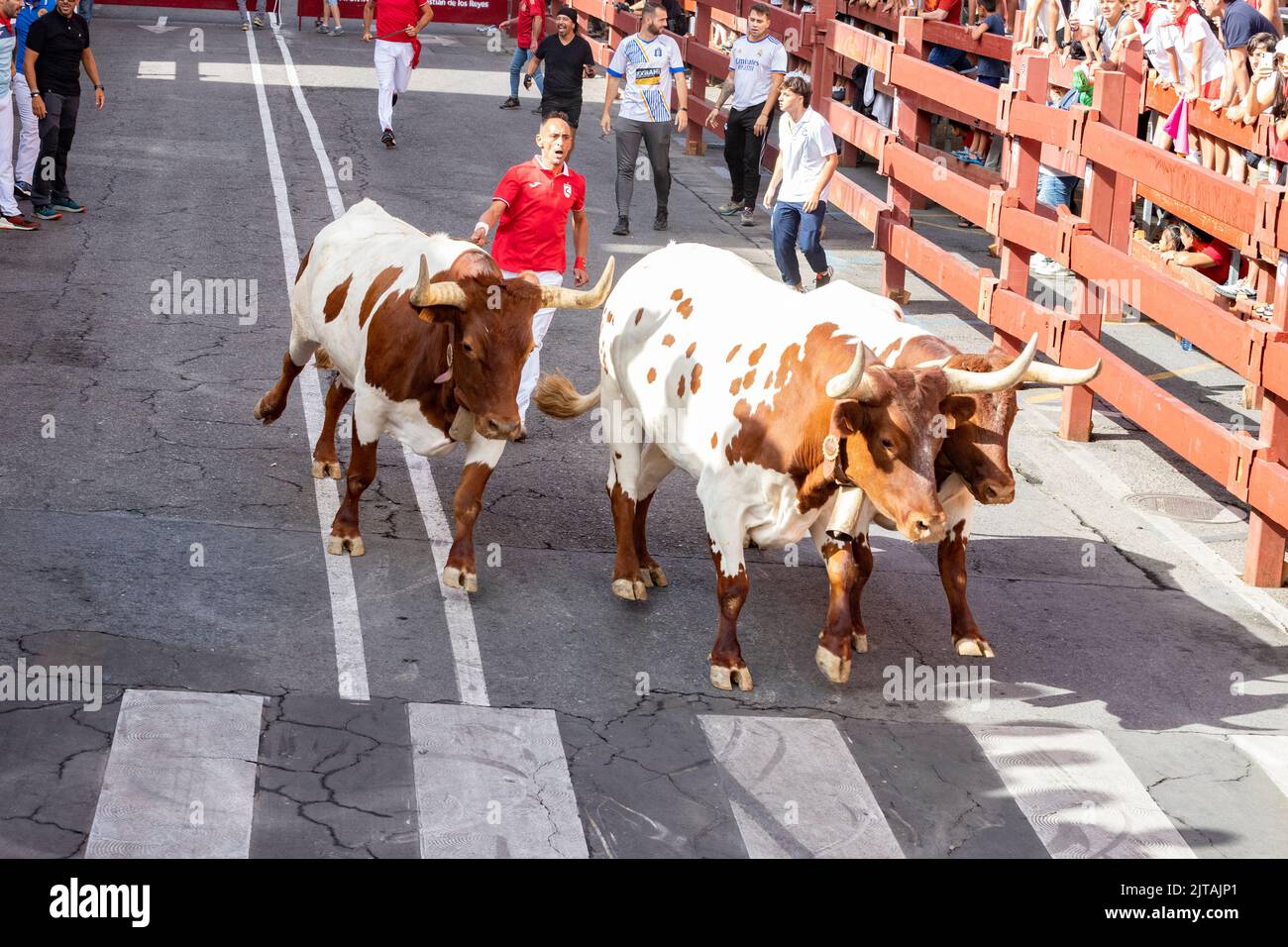 Running of the bulls. Bulls. Bull runs. San Fermines. Encierro that is ...