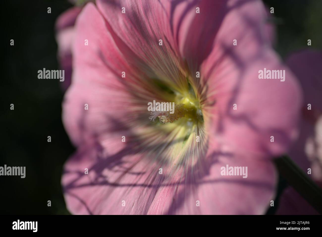 natural photographs of living wild flora mallow flowers light pink ...