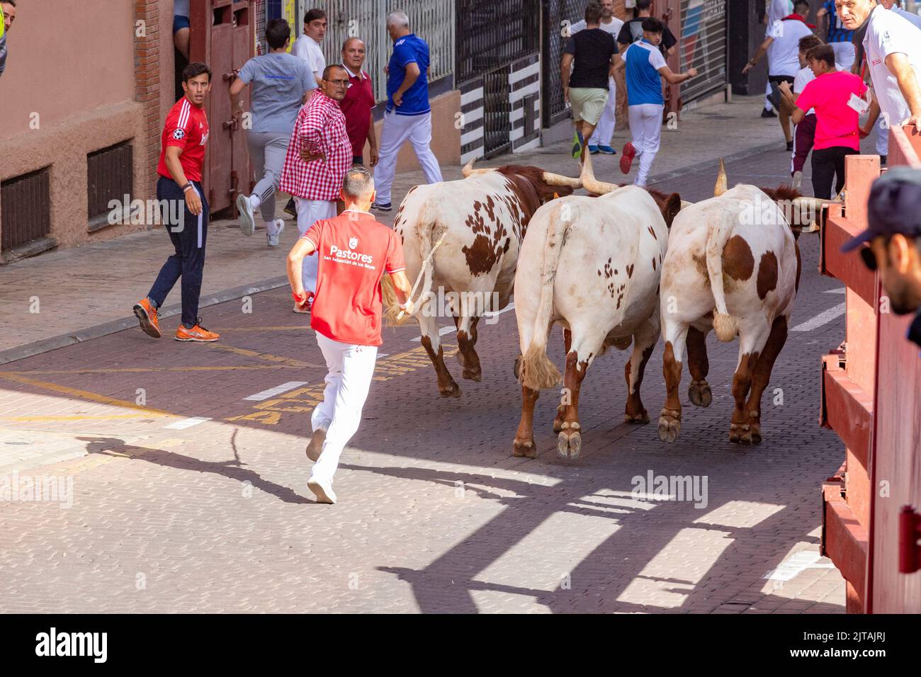 Running of the bulls. Bulls. Bull runs. San Fermines. Encierro that is ...