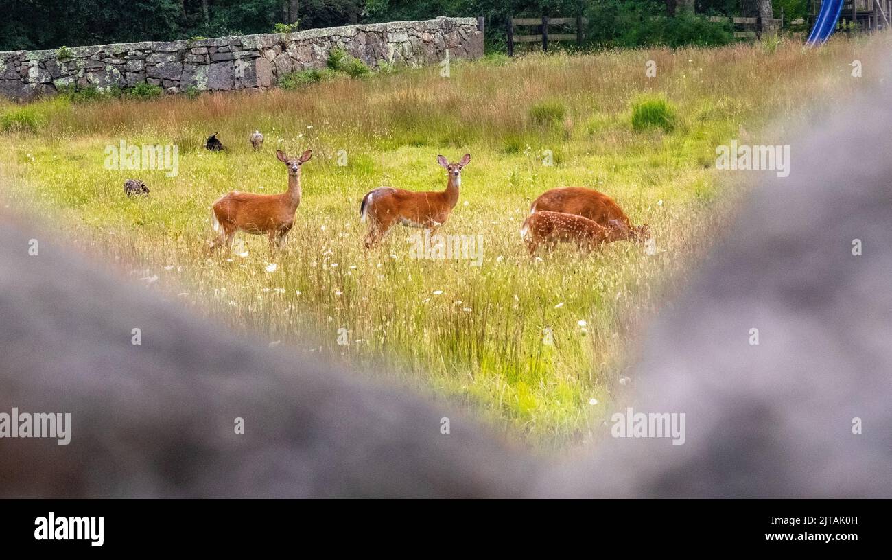 A beautiful shot of a herd of deer in a field on the Marthas Vineyard ...