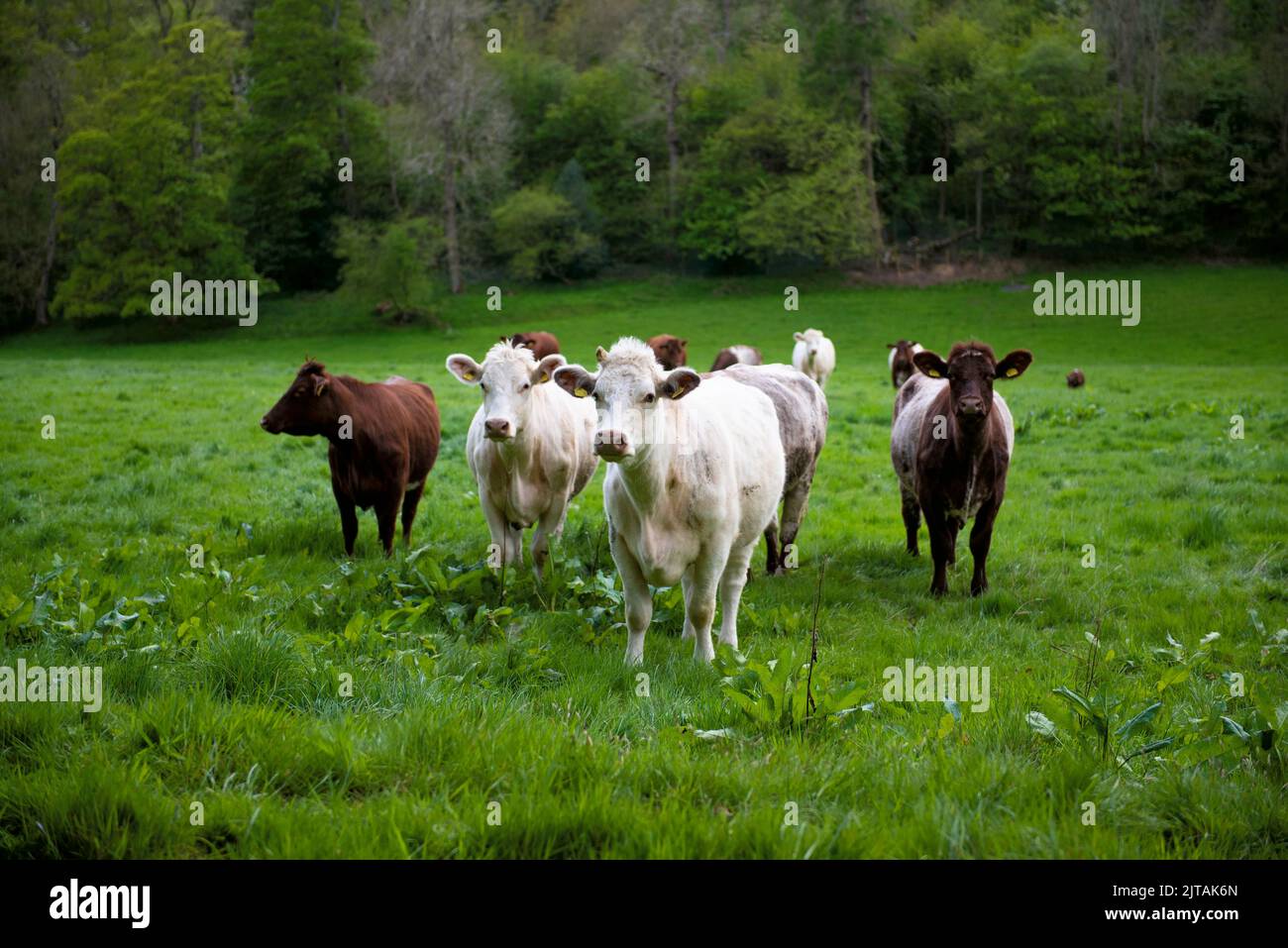 Cows In a field Stock Photo - Alamy