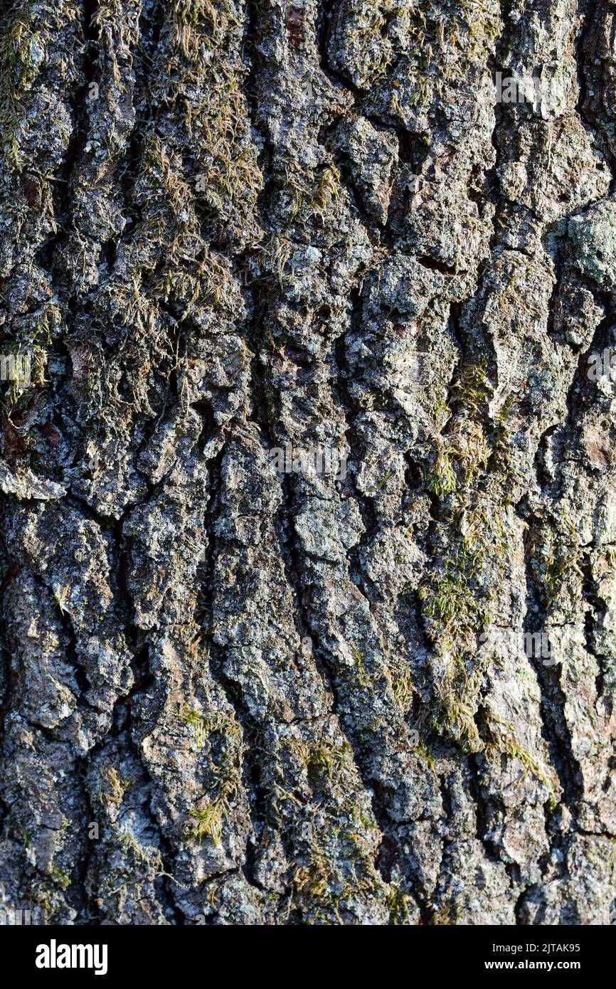 Background photo of a tree, concept of texture and pattern Stock Photo ...