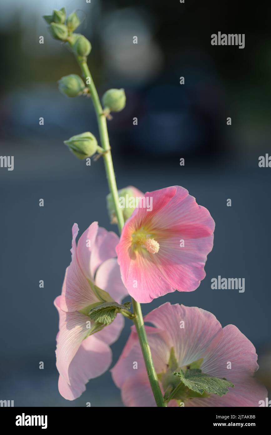 natural photographs of living wild flora mallow flowers light pink ...