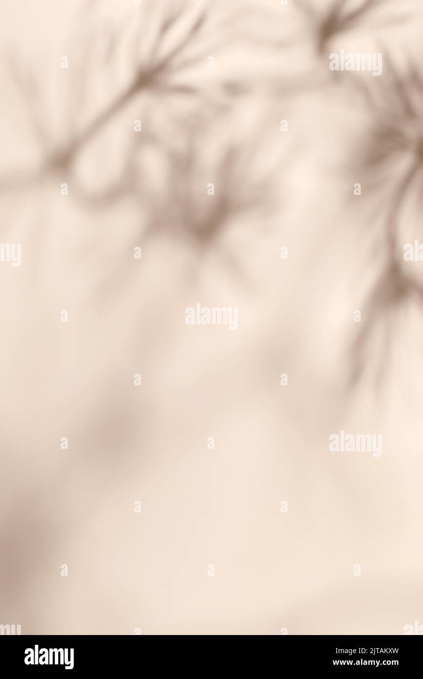 Shadow of pine tree on solid beige wall texture background Stock Photo ...