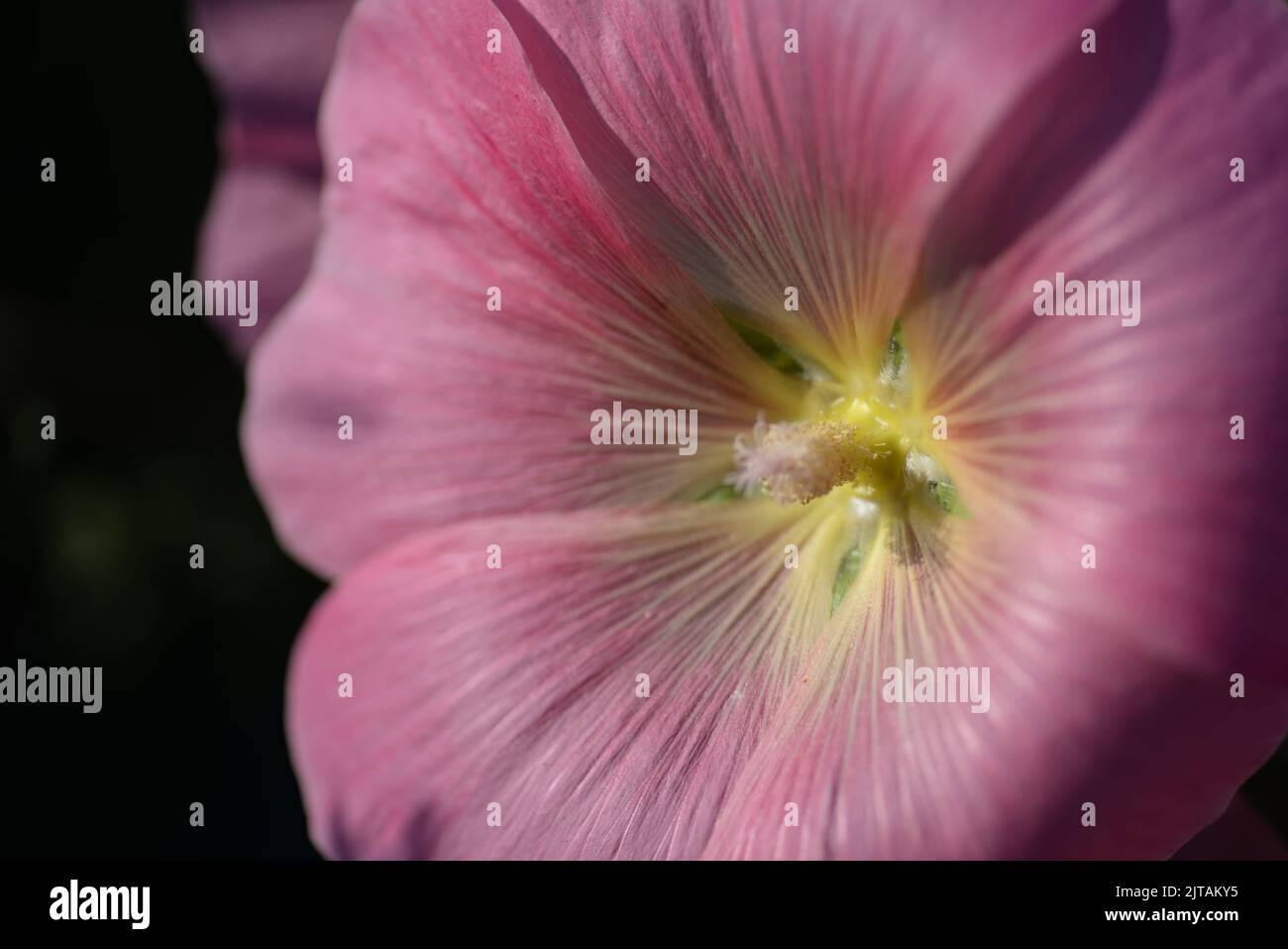 natural photographs of living wild flora mallow flowers light pink ...