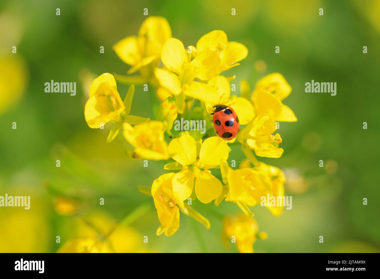 Ladybug background hi-res stock photography and images - Alamy