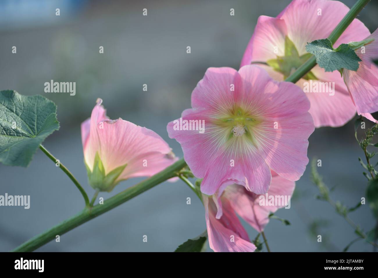 natural photographs of living wild flora mallow flowers light pink ...
