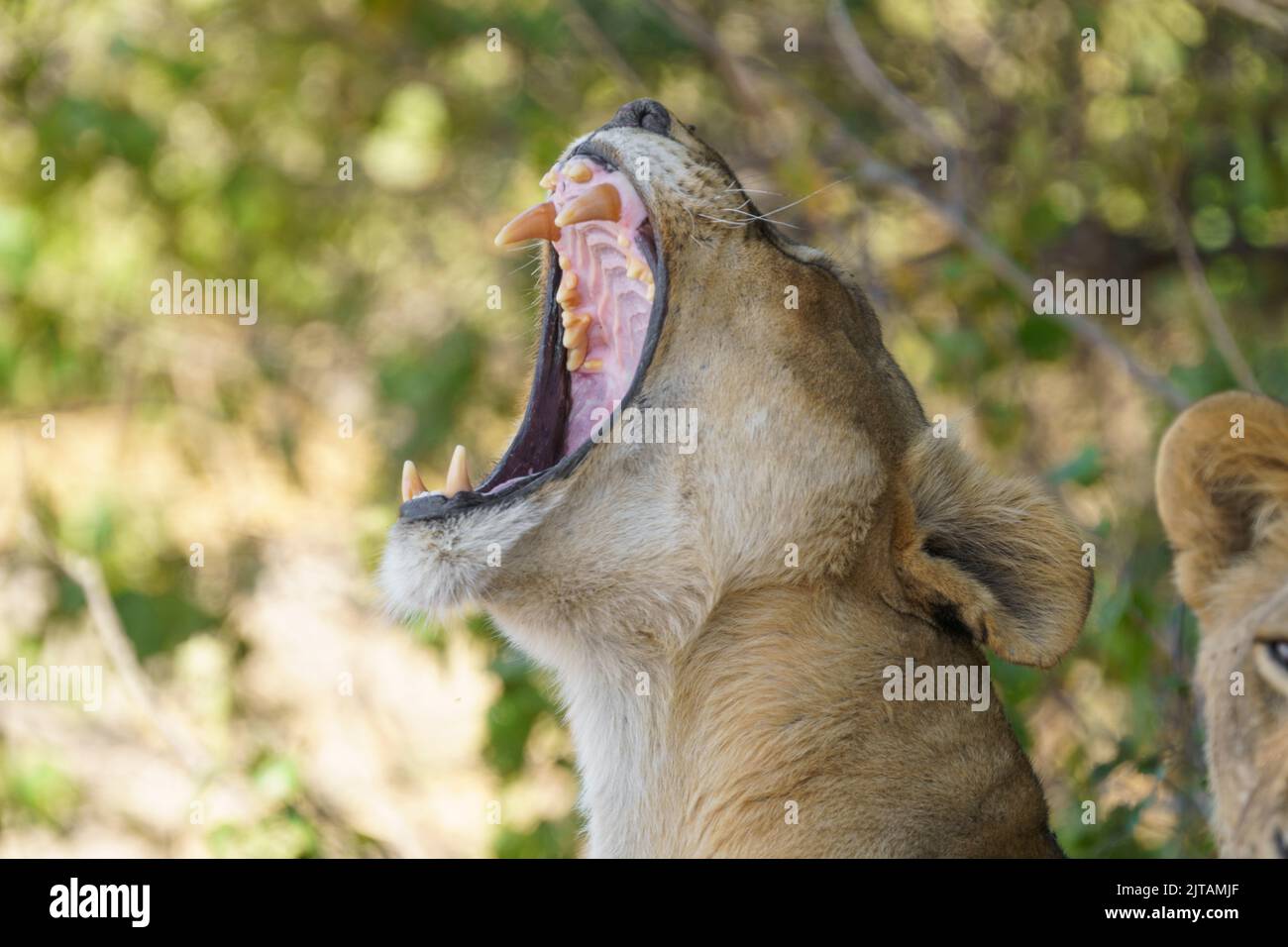 Very large teeth hi-res stock photography and images - Alamy