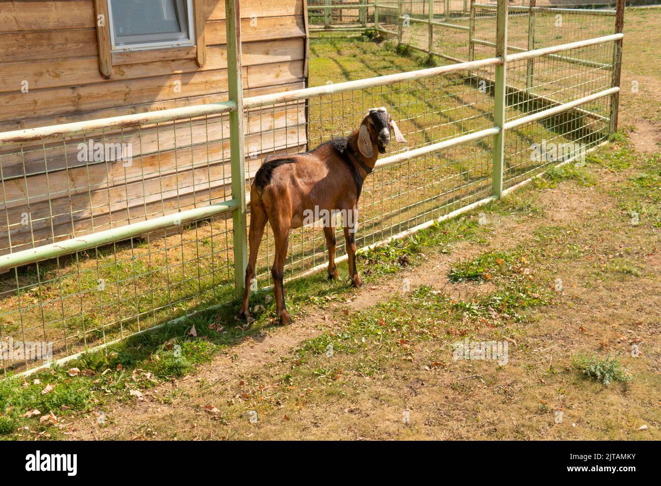 Goat brown farm animal mammal agriculture livestock domestic wildlife ...