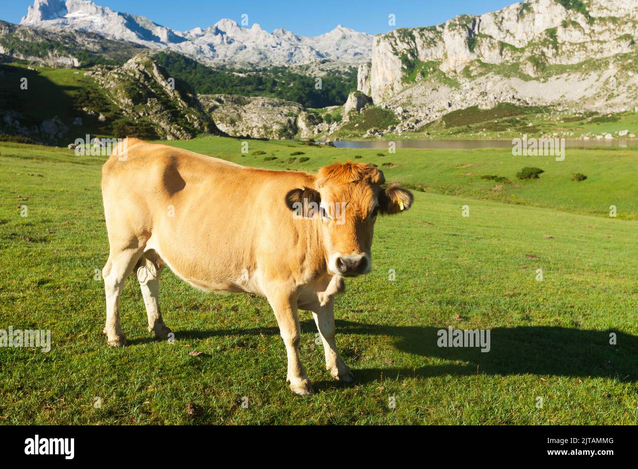 Asturian Mountain cattle cow sits on the lawn in a national park Stock ...
