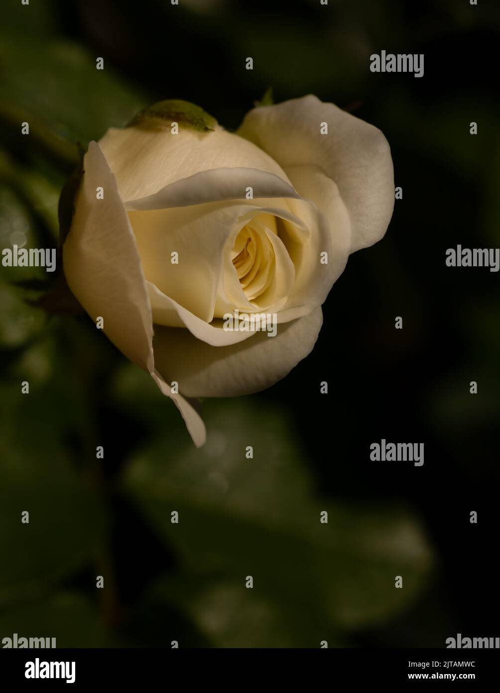 Open rose hi-res stock photography and images - Alamy
