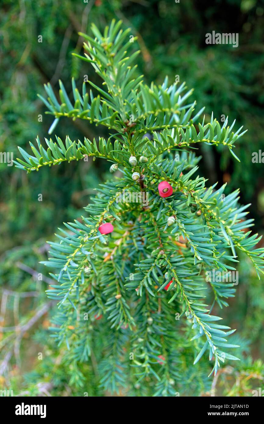 Yew tree and berry, Taxus baccata Stock Photo - Alamy