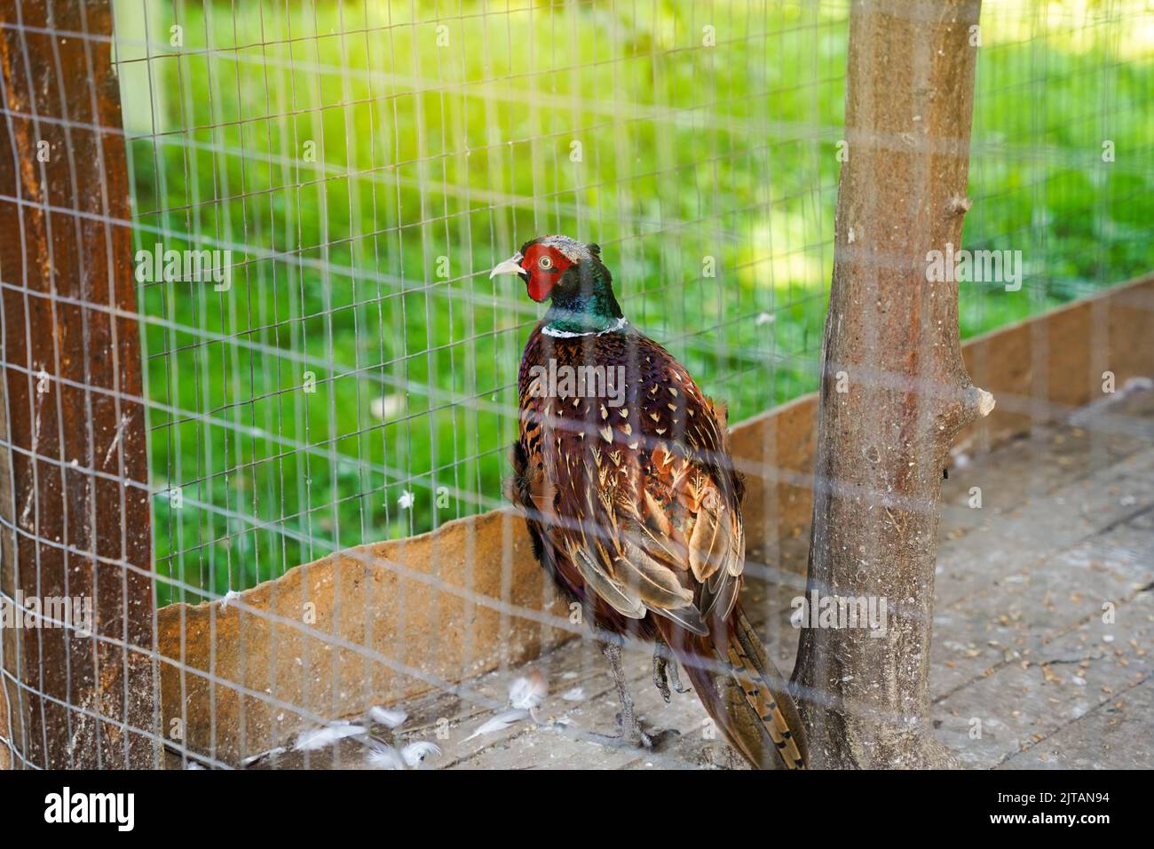 Wild mutant common pheasant without neck collar - Phasianus colchicus ...