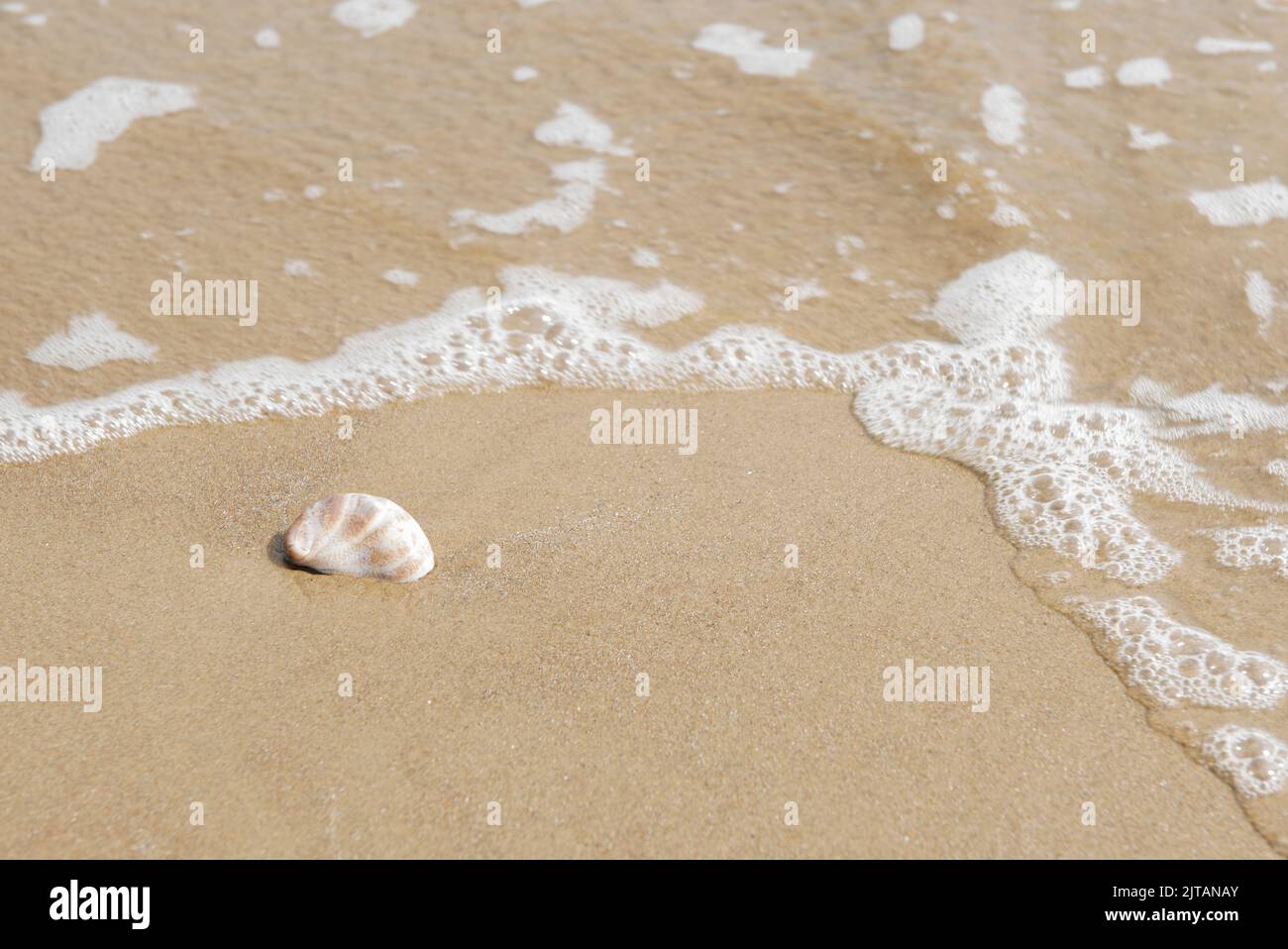 Slipper Limpet shell on the shore Stock Photo - Alamy
