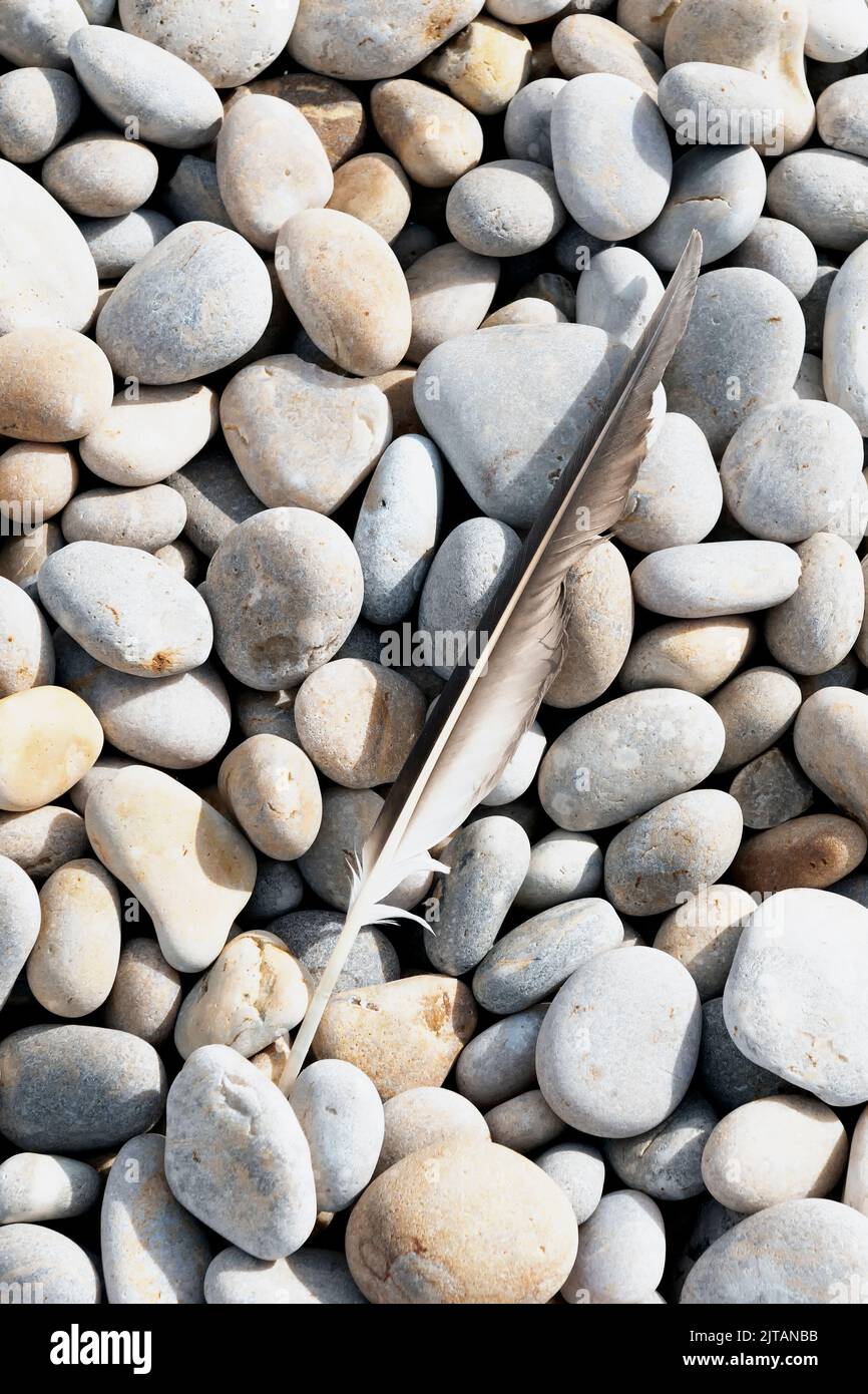 Feather of seagull on pebbles beach Stock Photo - Alamy