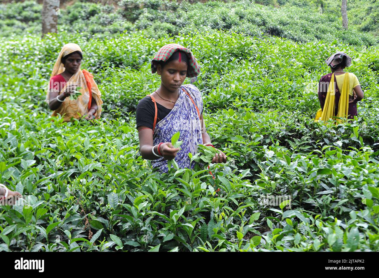 Sylhet, Mexico City, Bangladesh. 28th Aug, 2022. August 28, 2022 ...