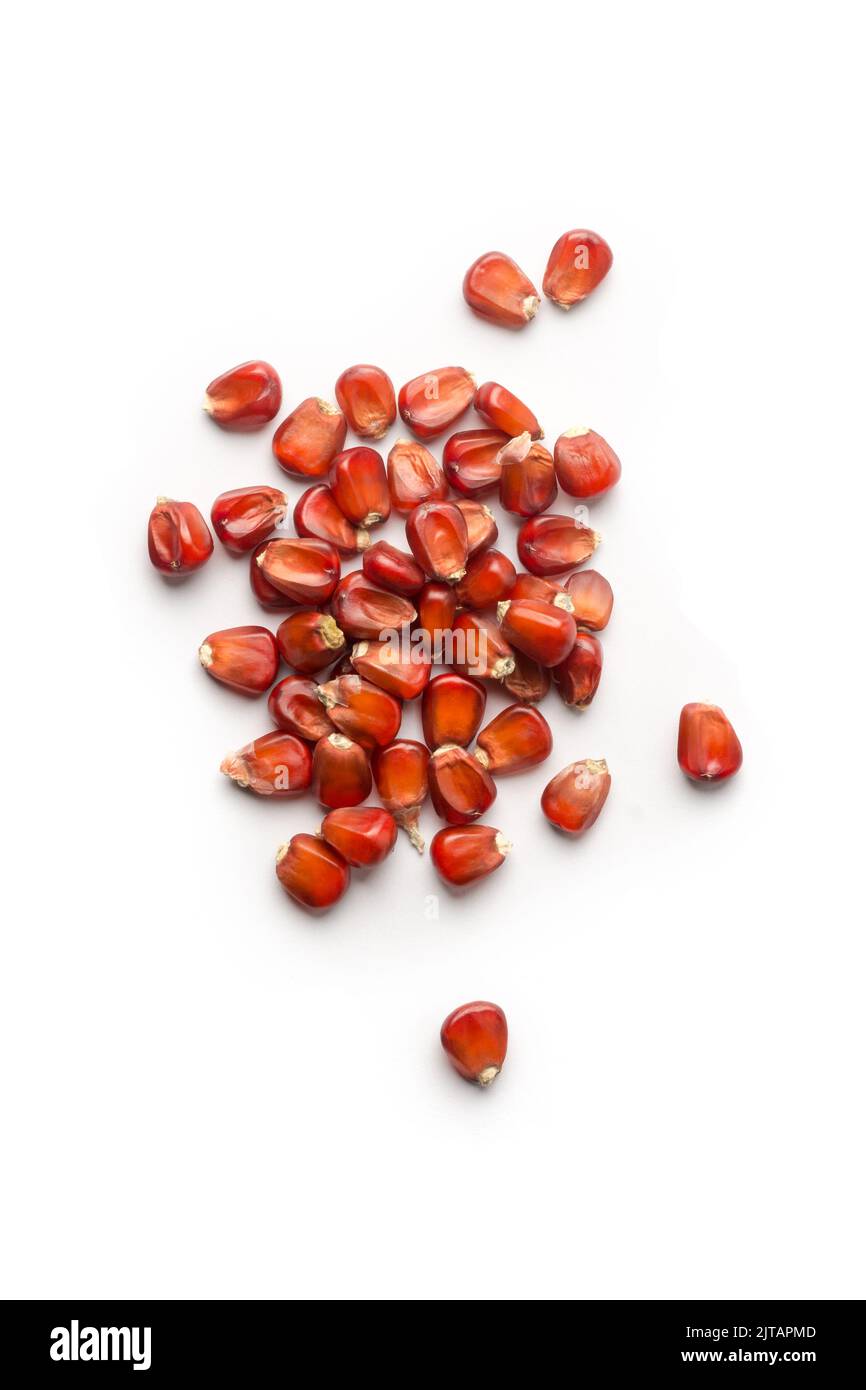 red corn seeds scattered on white background, sweet corn grains taken ...