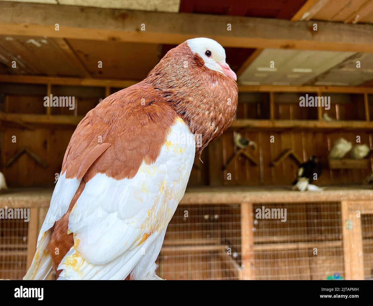 One dove with a brown head in a cage Stock Photo - Alamy