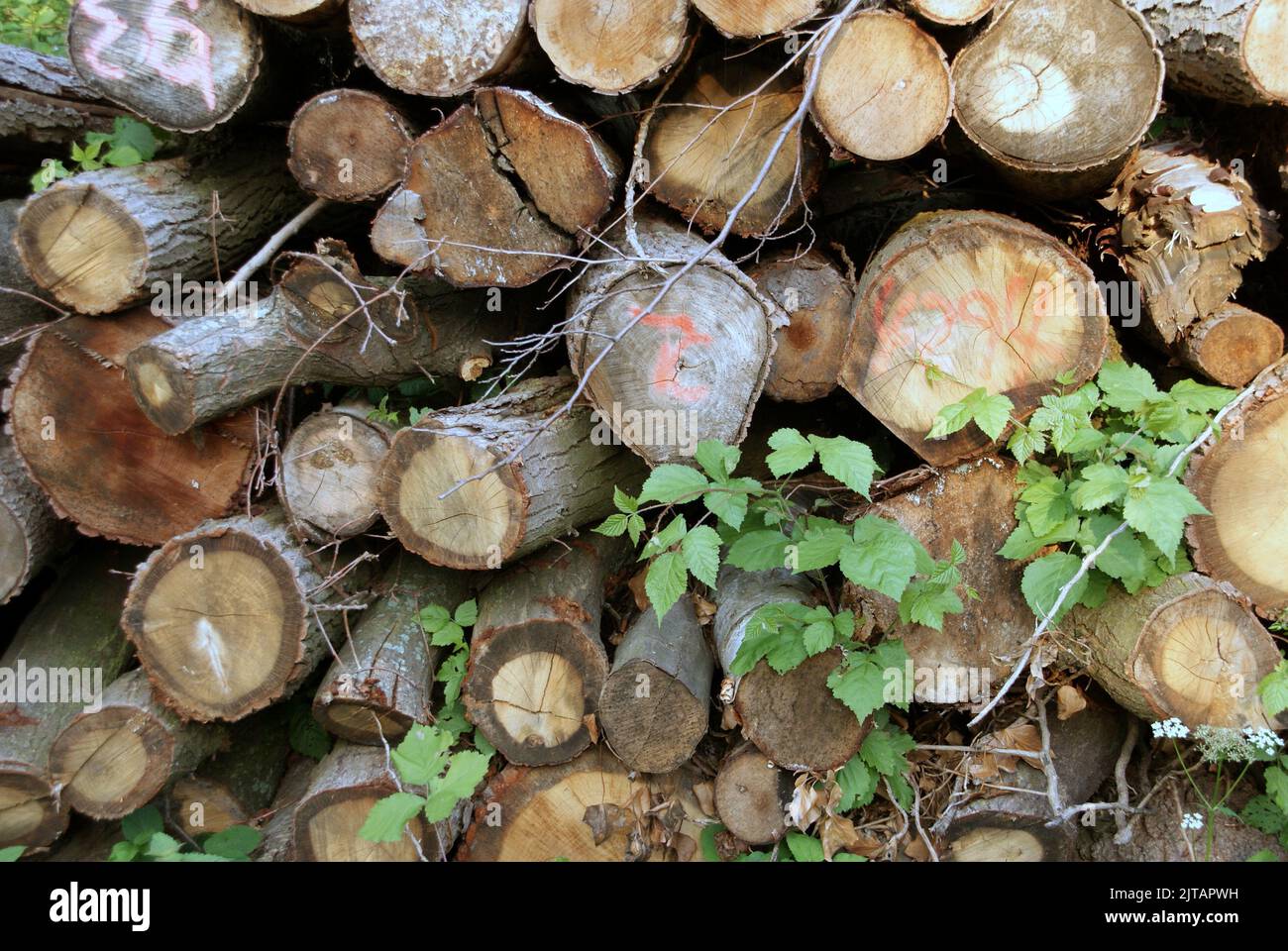 Stack of logs in front of a forest hi-res stock photography and images ...