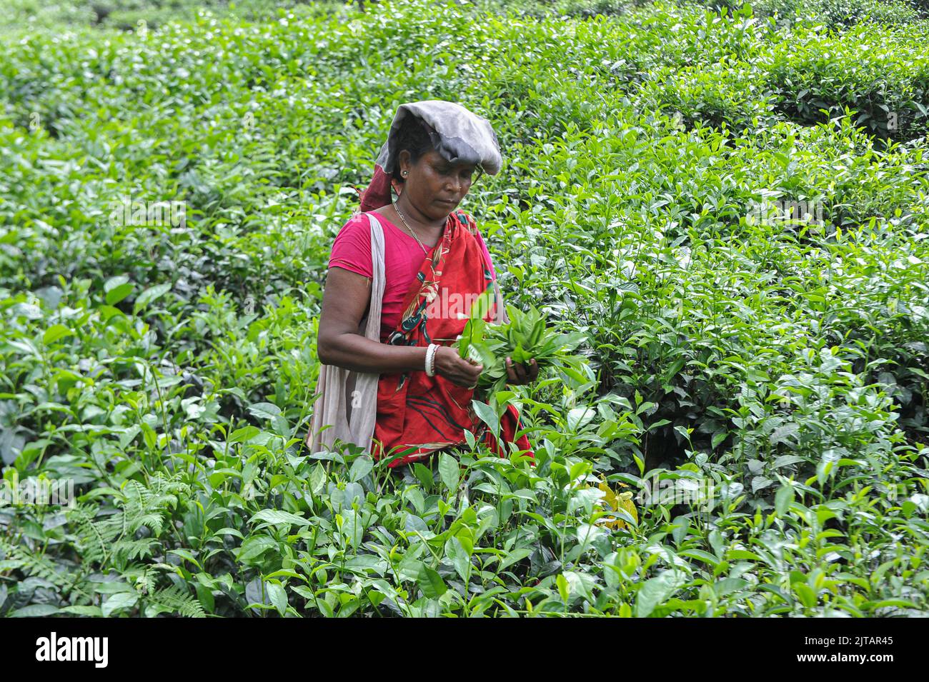 Sylhet, Mexico City, Bangladesh. 28th Aug, 2022. August 28, 2022 ...
