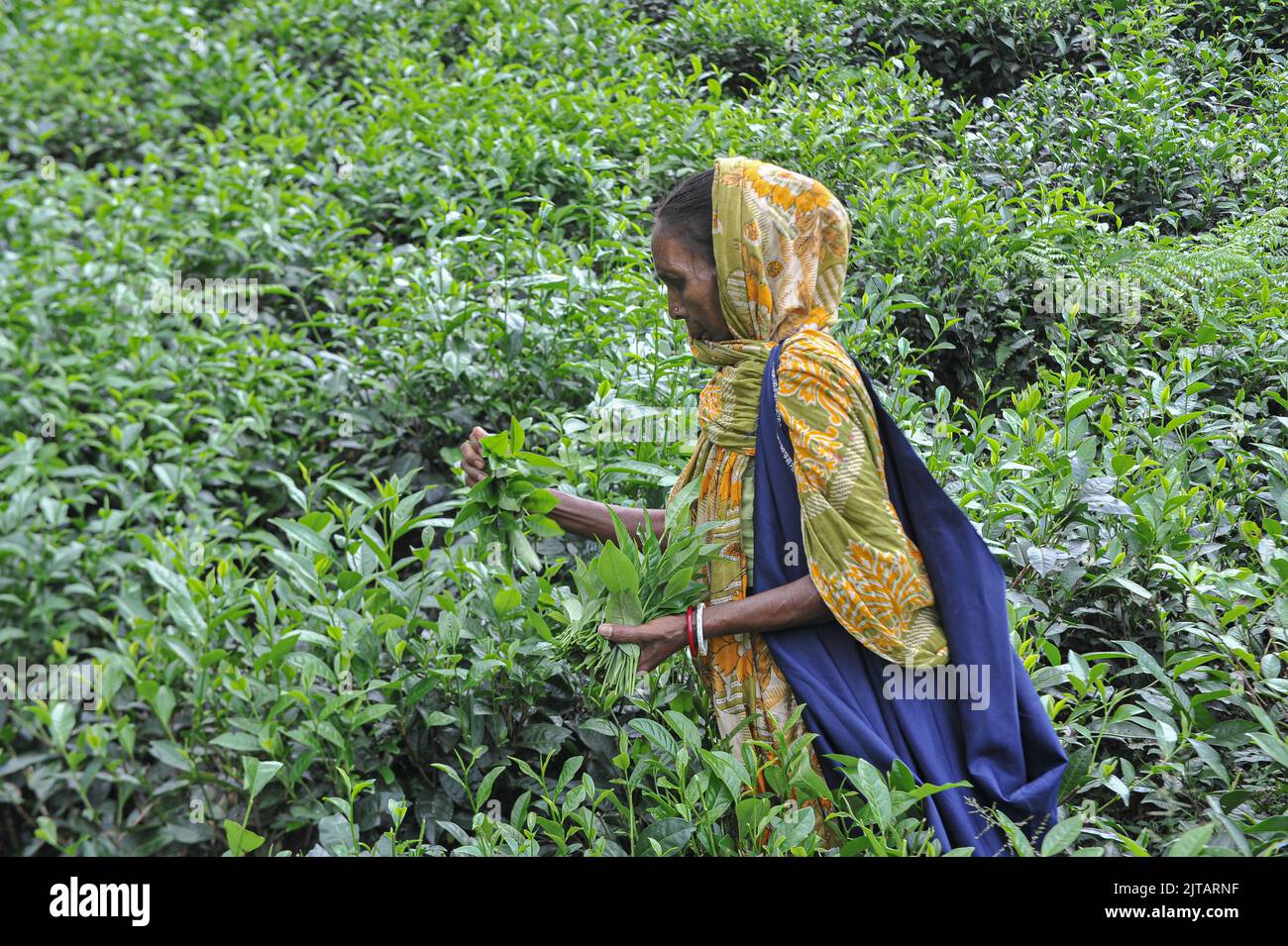 Sylhet, Mexico City, Bangladesh. 28th Aug, 2022. August 28, 2022 ...