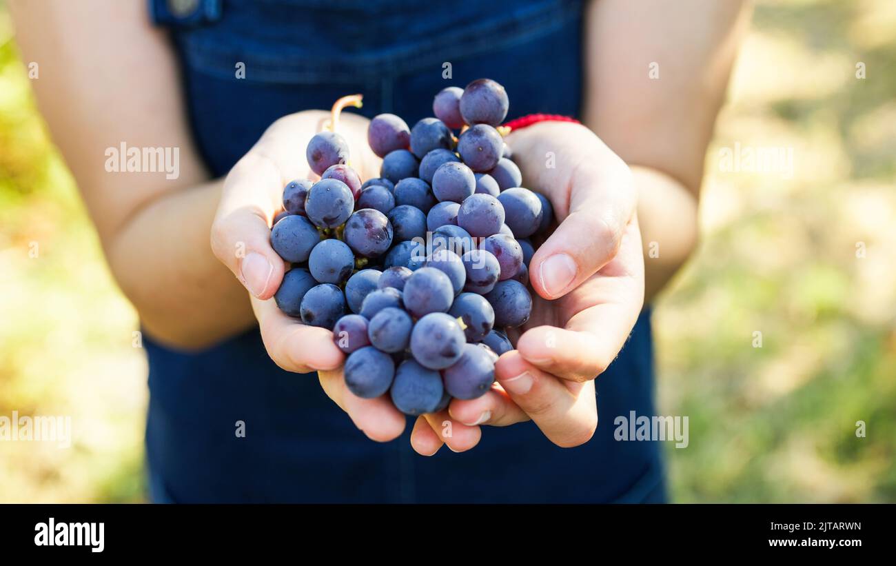 Grapes in hand hi-res stock photography and images - Alamy