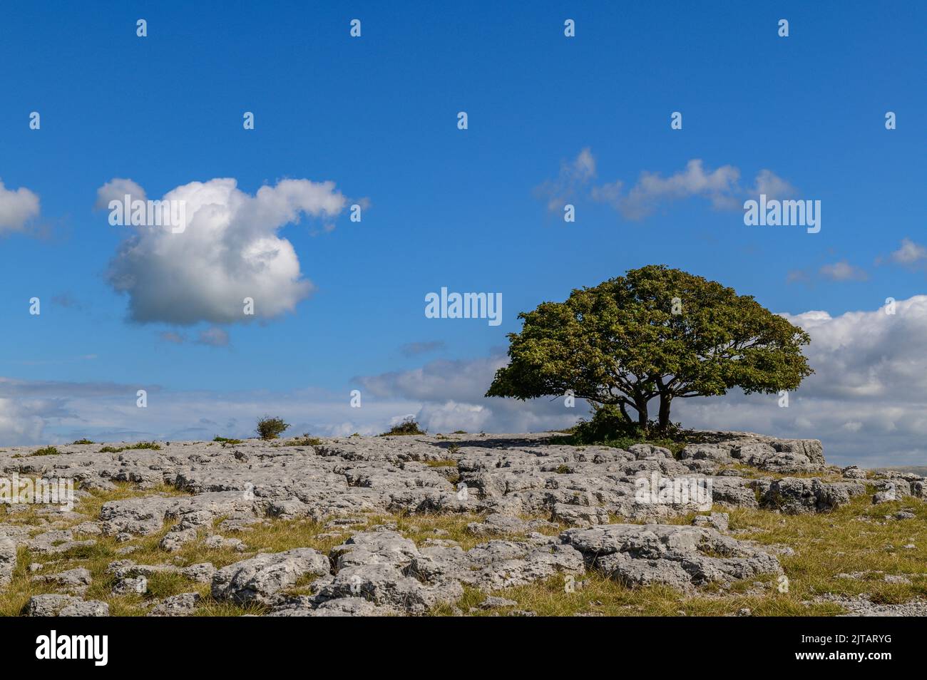 Lone weather worn tree hi-res stock photography and images - Alamy