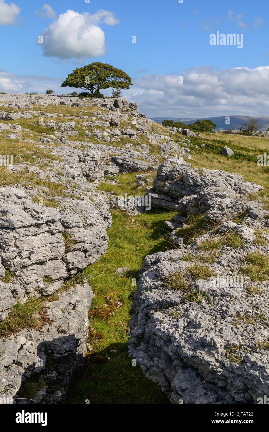 Lone weather worn tree hi-res stock photography and images - Alamy