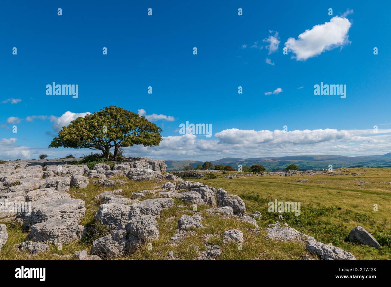 Lone weather worn tree hi-res stock photography and images - Alamy
