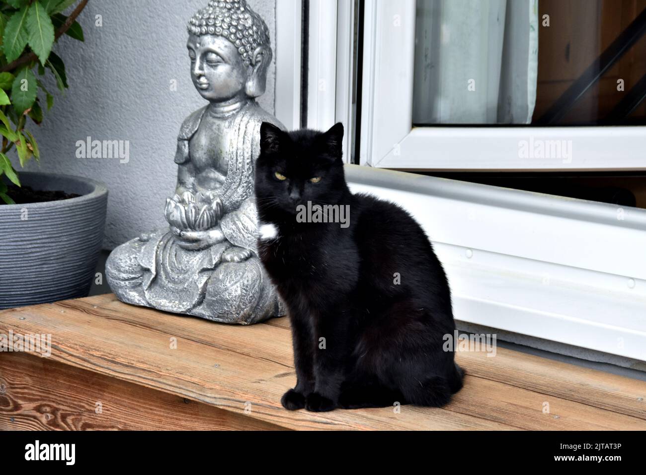 A close-up shot of a black cat with silver statue of sitting Buddha on ...