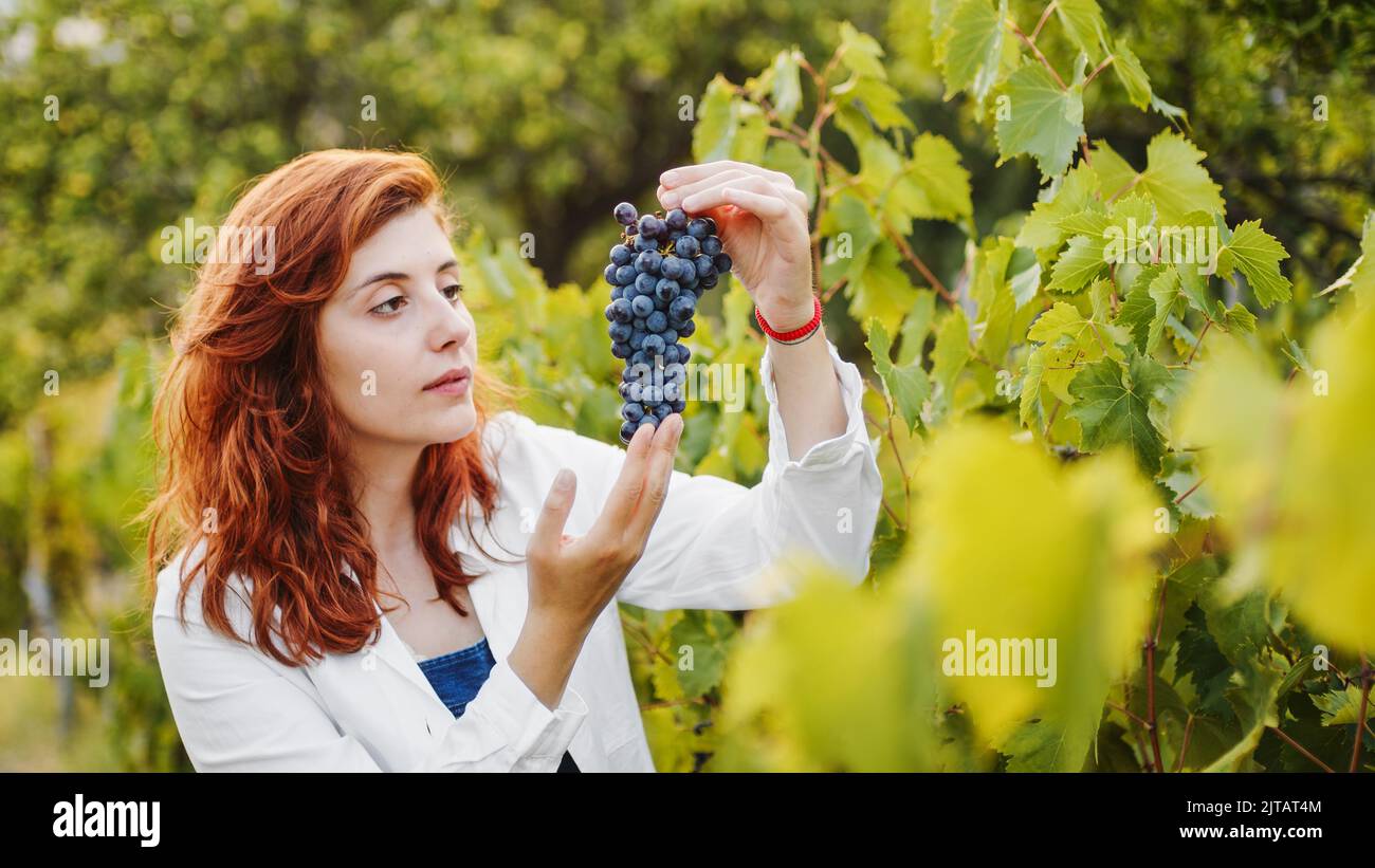 Organic vineyard health status check Stock Photo - Alamy