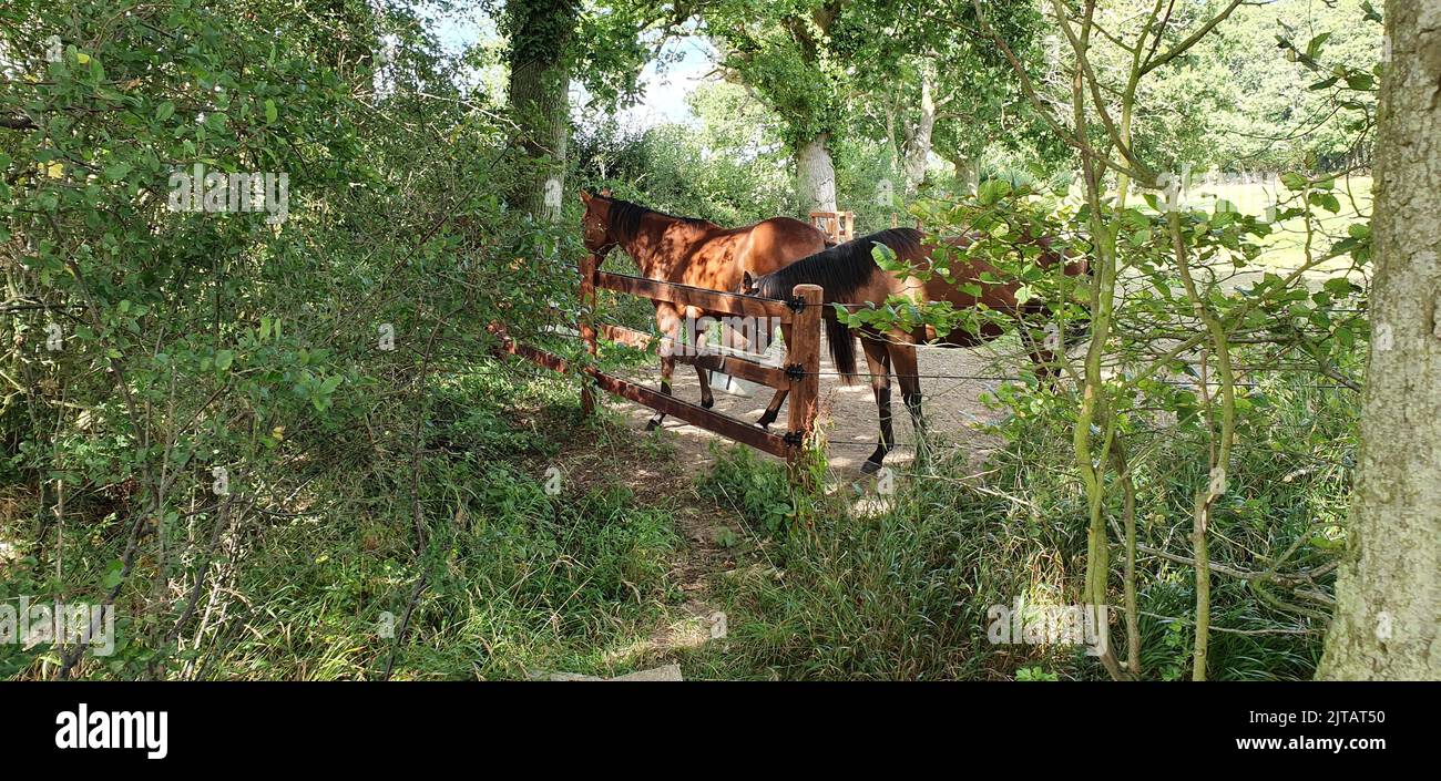 Yearlings hi-res stock photography and images - Alamy