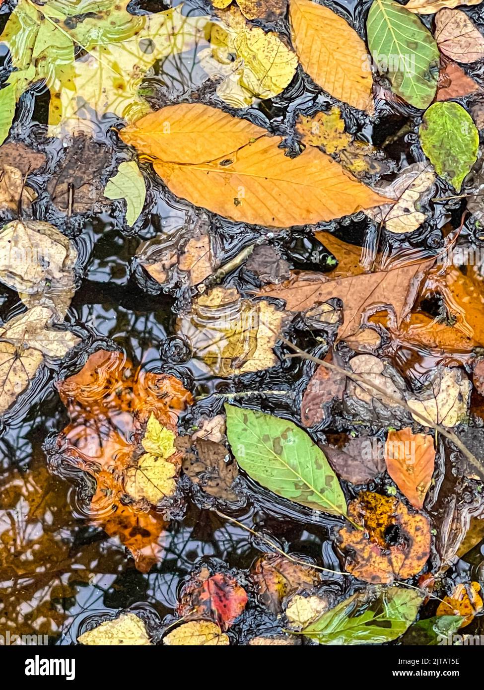 Leaves floating on top of a pond hi-res stock photography and images ...