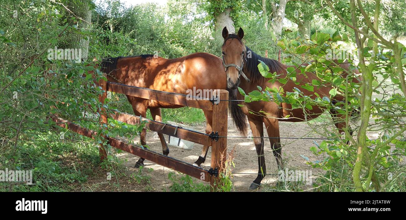 Yearlings hi-res stock photography and images - Alamy
