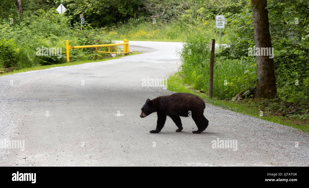 Black Bear in a city park. Spring Season. Minnekhada Regional Park ...