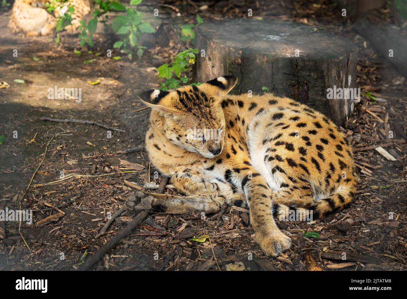 A very beautiful colorful serval lies and washes. Serval in the zoo ...