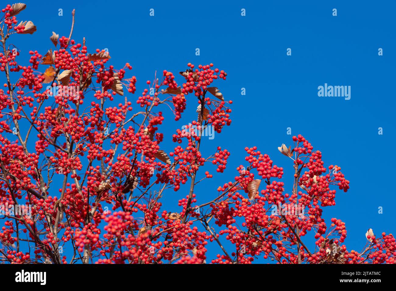rowan tree with red berry on sky background with copy space Stock Photo ...