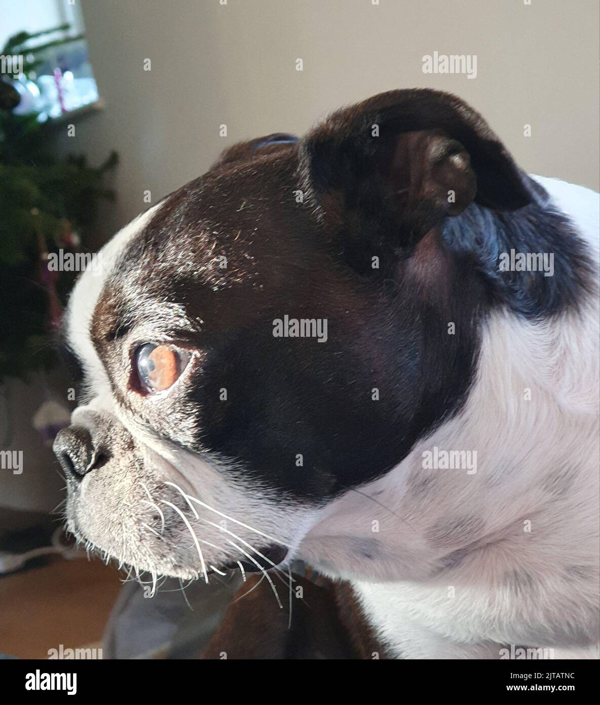 Cute dog profile of head Stock Photo - Alamy