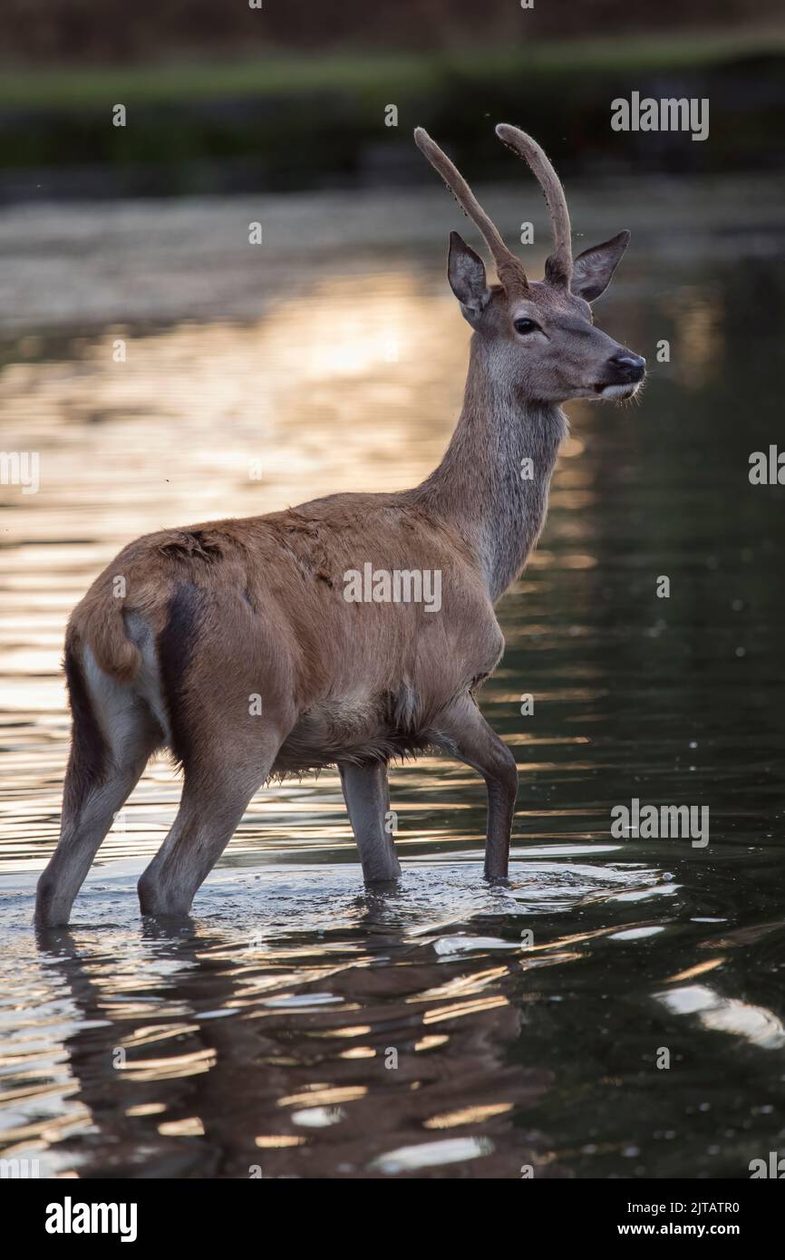 Deer morning bath in Bushy Park ponds Stock Photo - Alamy