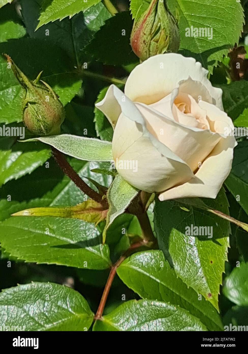 Champagne coloured Rose Stock Photo - Alamy