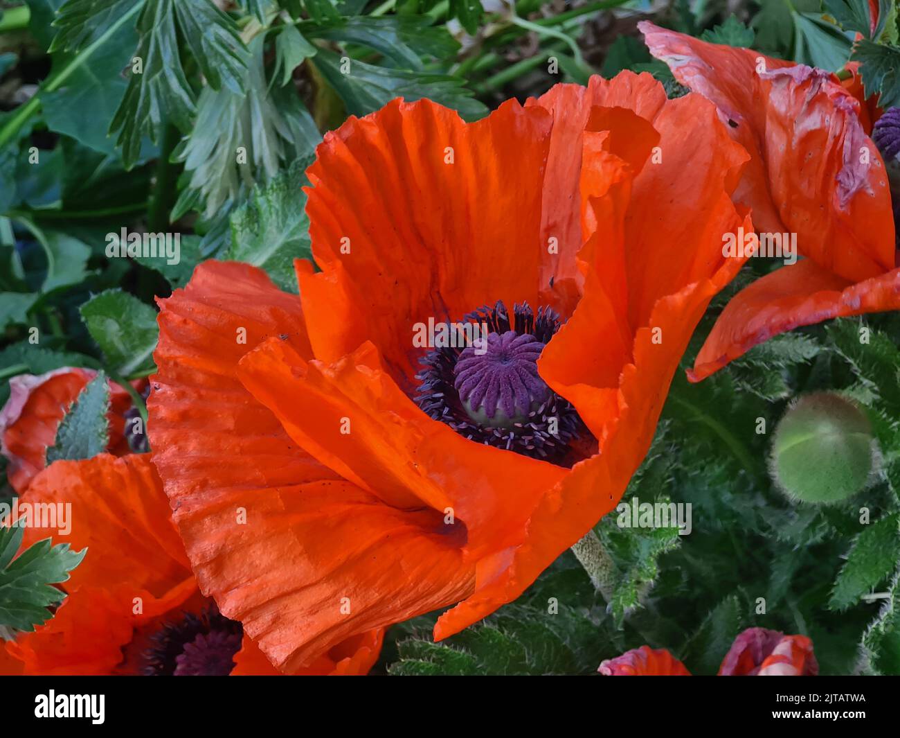 Red Poppy with purple center Stock Photo - Alamy