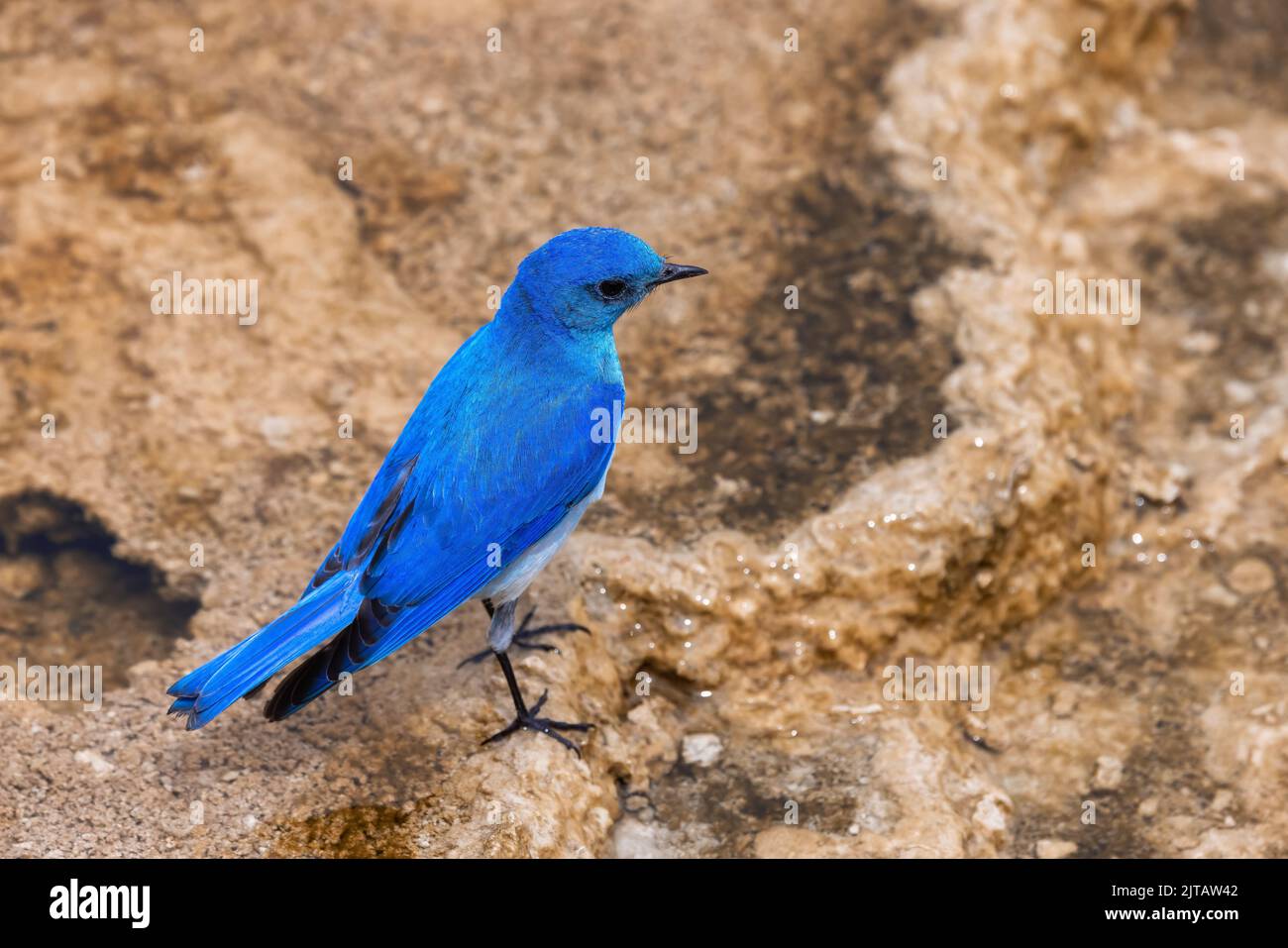 Small Colorful Bird at Hot Spring Landscape with unique ground ...