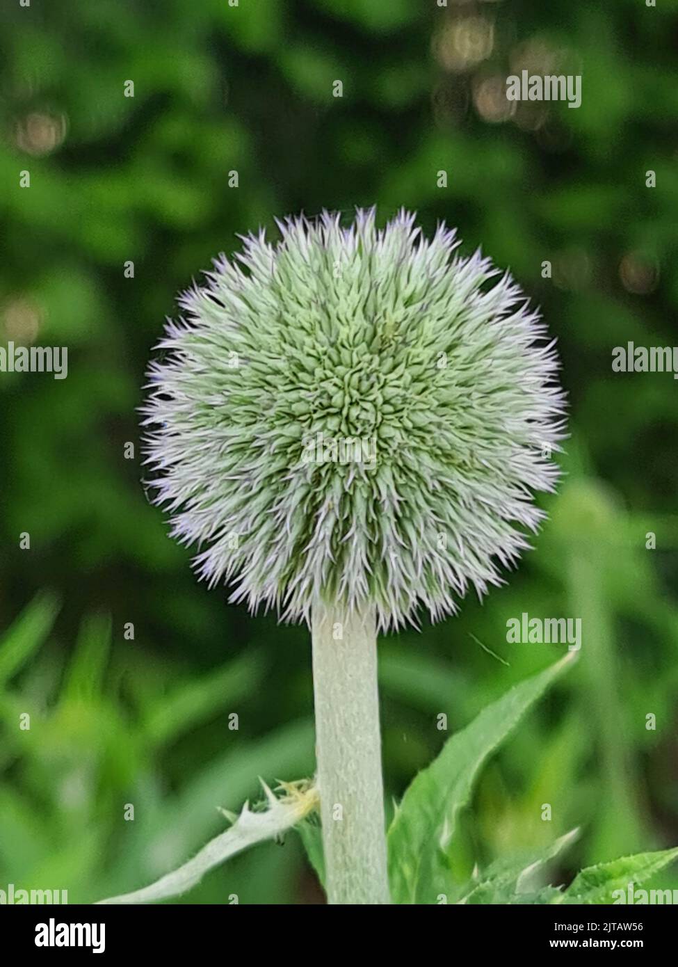 Highlighted plant head hi-res stock photography and images - Alamy