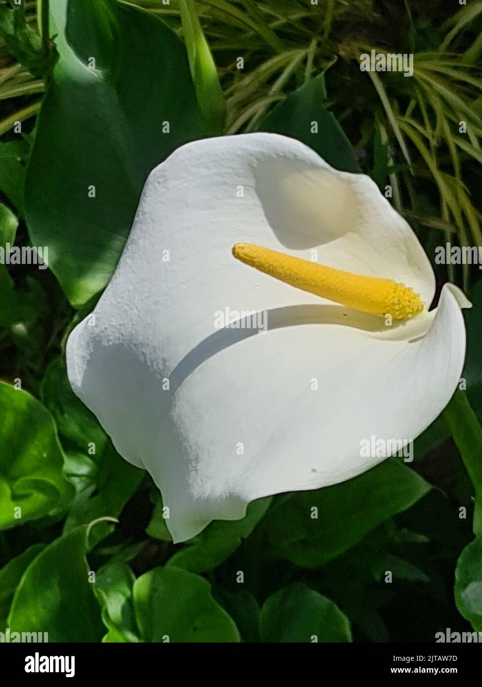 Creamy white calla lily hi-res stock photography and images - Alamy