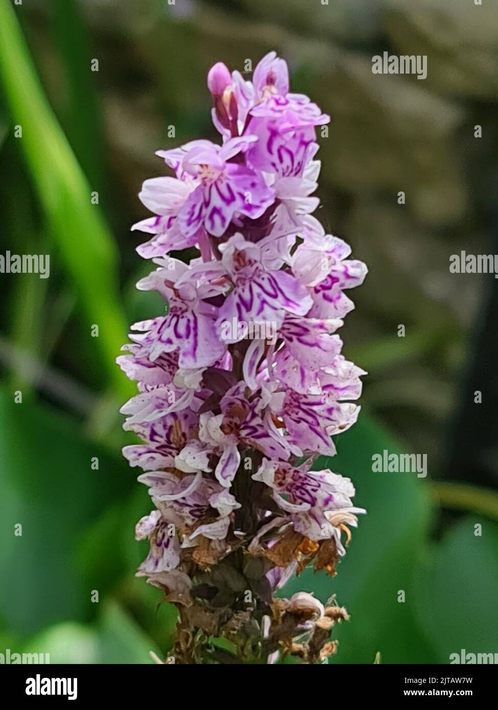 Highlighted plant head hi-res stock photography and images - Alamy
