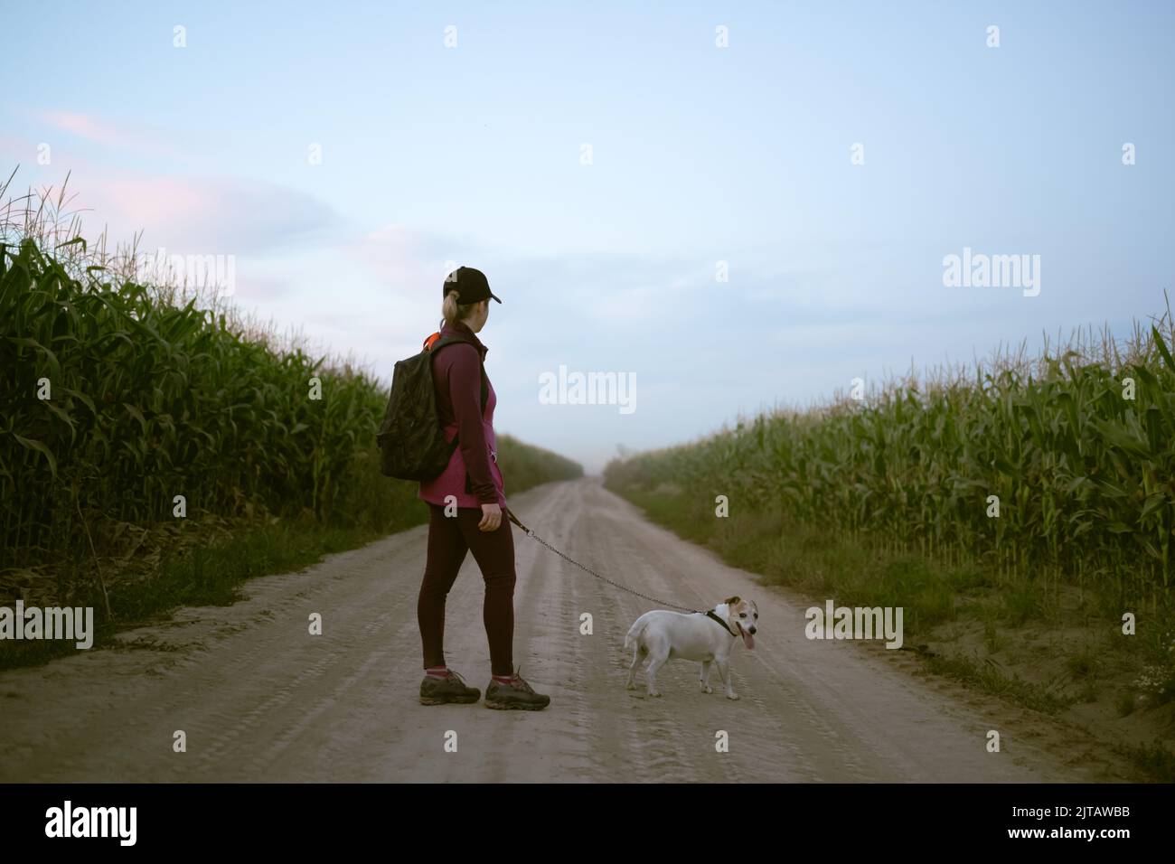 Girl and dog walking on rural road in cornfield at evening time Stock ...