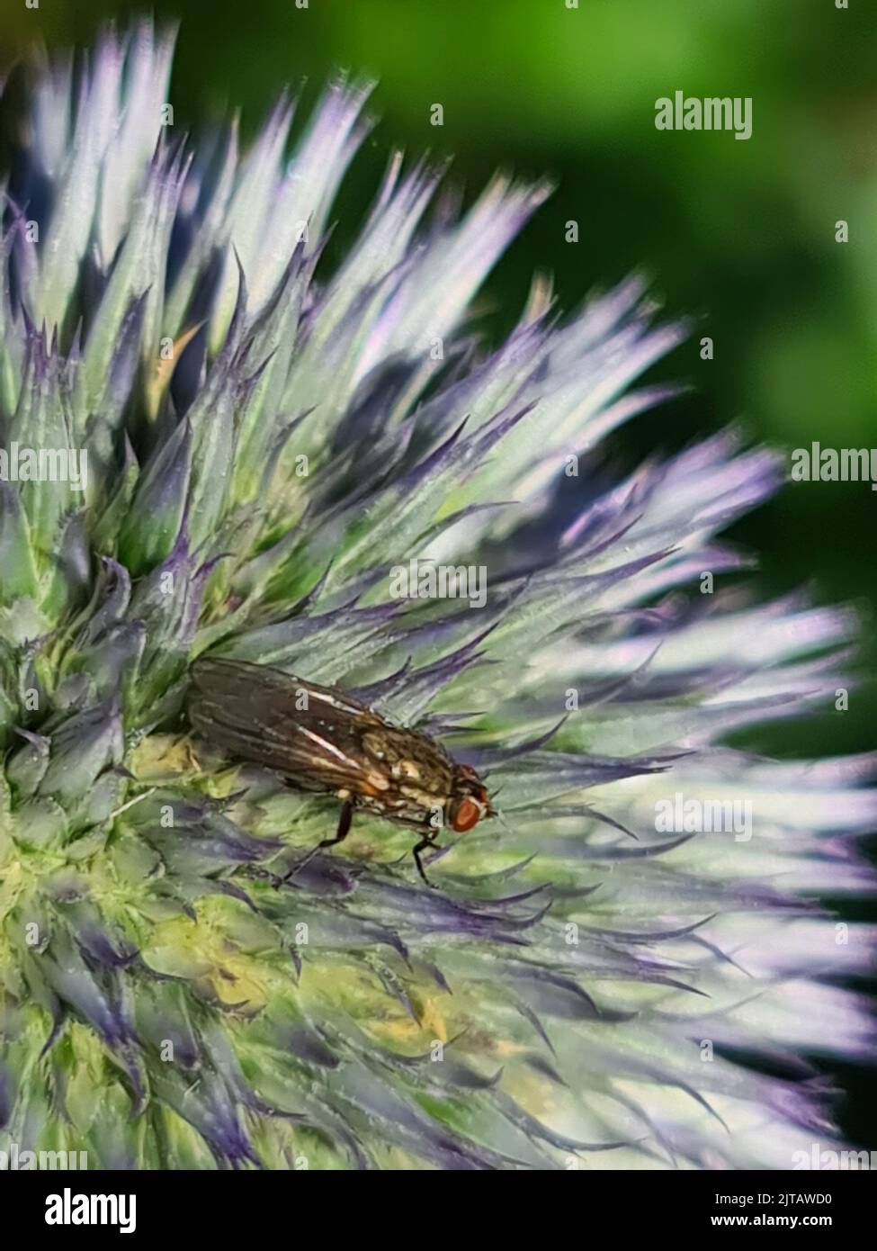 Bug on a plant Stock Photo - Alamy