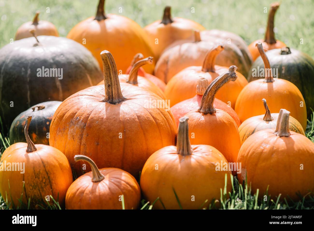 Different colourful kind of pumpkins closeup. Halloween holiday and autumn background Stock ...